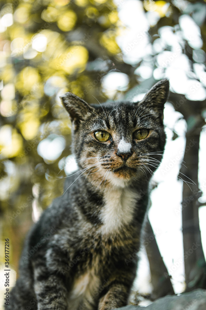 Foto de Stock a wild tabby cat that i photographed in park in japan ...