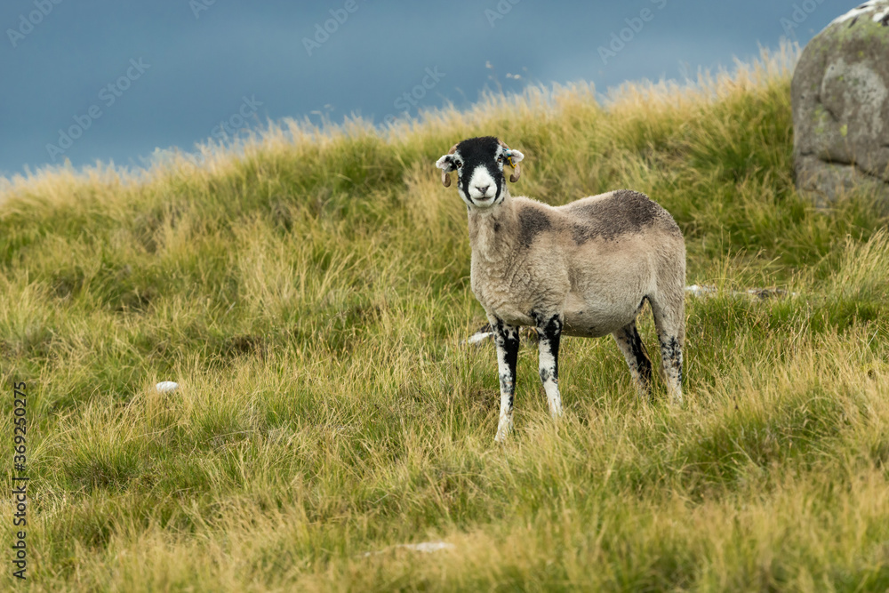 Swaledale sheep, one ewe facing forward in rough grassland on open ...