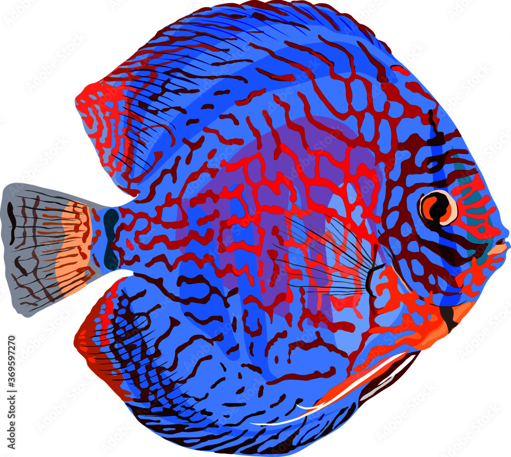vector illustration of a discus fish Stock Vector | Adobe Stock