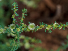 Bluebush In Black And White Free Stock Photo - Public Domain Pictures
