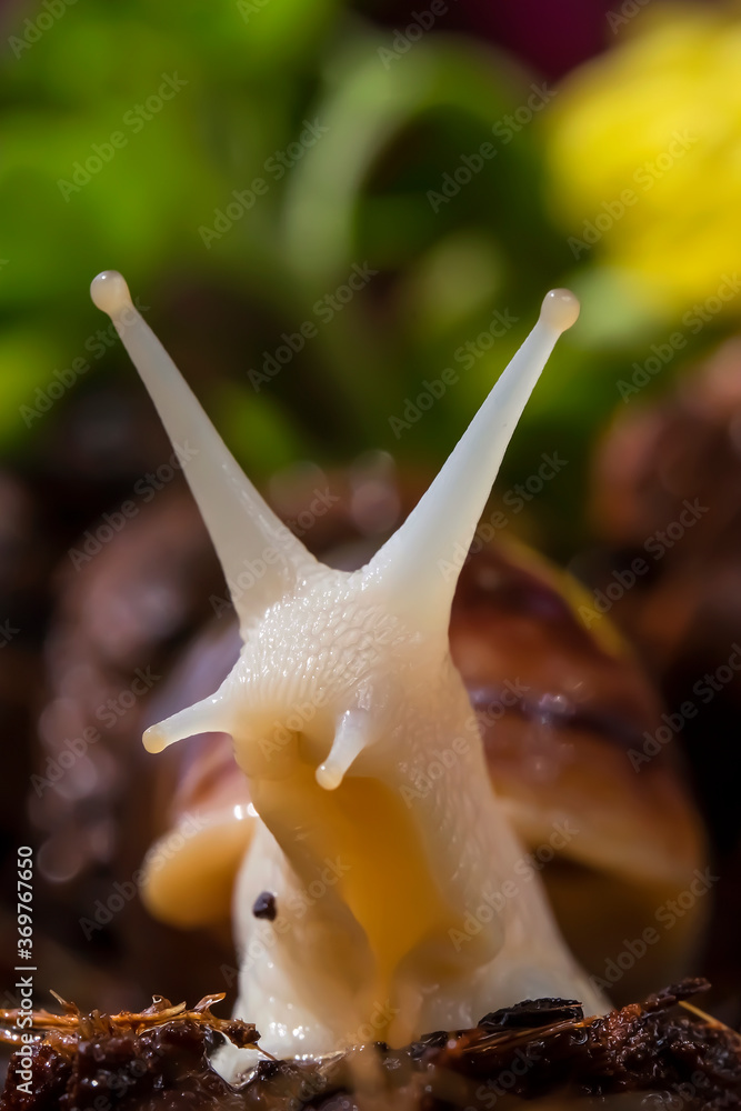 Snail in the garden. Macro photo. Snail on the ground. Soil texture ...