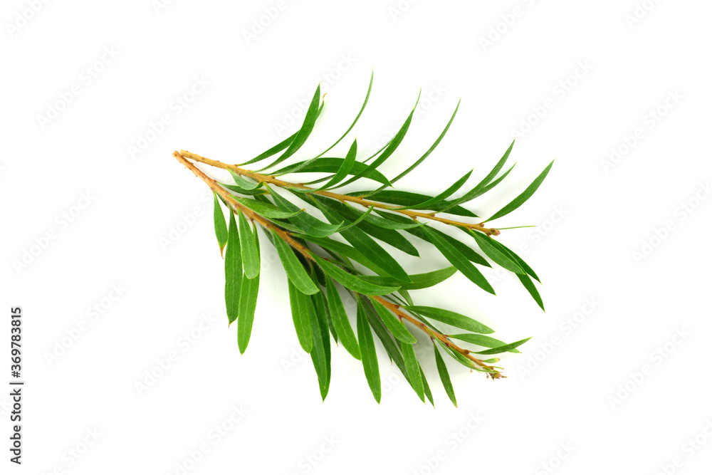 Melaleuca (Tea Tree) Isolated on White Background. Top View. Stock ...