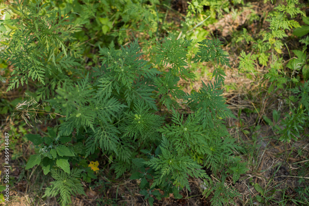 Ragweed bushes. Ambrosia artemisiifolia causing allergy summer and ...