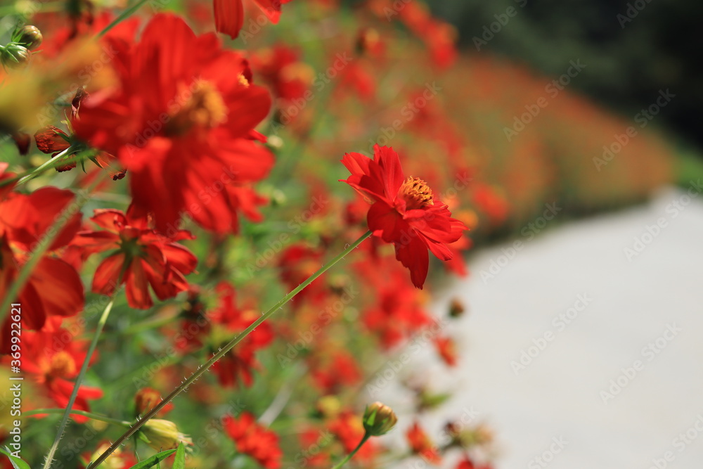 Cosmos field of various colors in Hamarikyu Garden ,japan,tokyo Stock ...