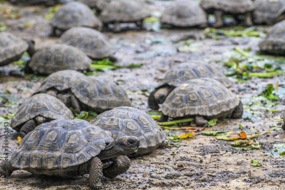 Young galapagos tortoises at breeding station, Galapagos islands ...