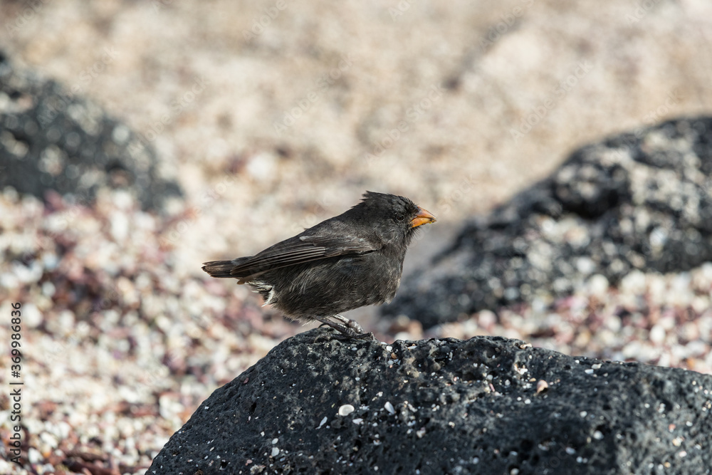 Galapagos Darwin Finches. Small Ground Finch seen on Galapagos Islands ...
