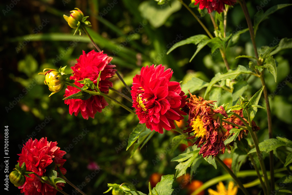 Czerwone kwiaty Stock Photo | Adobe Stock