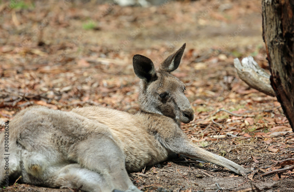 Kangaroo resting on the ground - Eastern Grey Kangaroo - Anglesea Golf ...