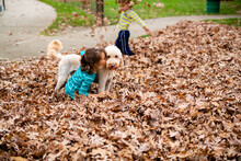 Happy Dogs Playing In Fall Leaves Free Stock Photo - Public Domain Pictures