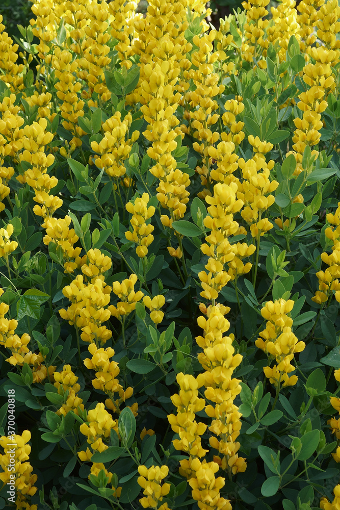 Yellow wild indigo (Baptisia sphaerocarpa 'Screaming Yellow') 素材庫相片 ...