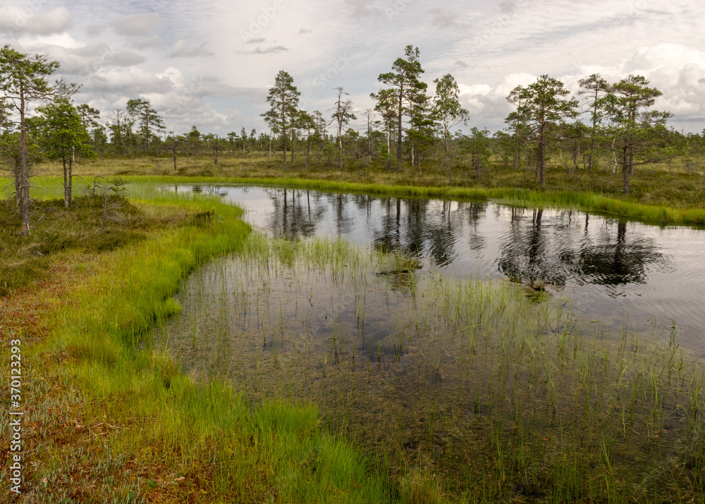 stunning bog views. beautiful clouds. View of the beautiful nature in ...