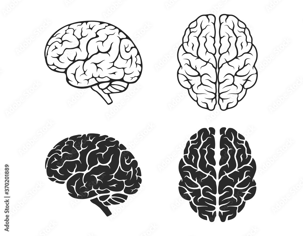 human brain vector illustration Stock Vector | Adobe Stock