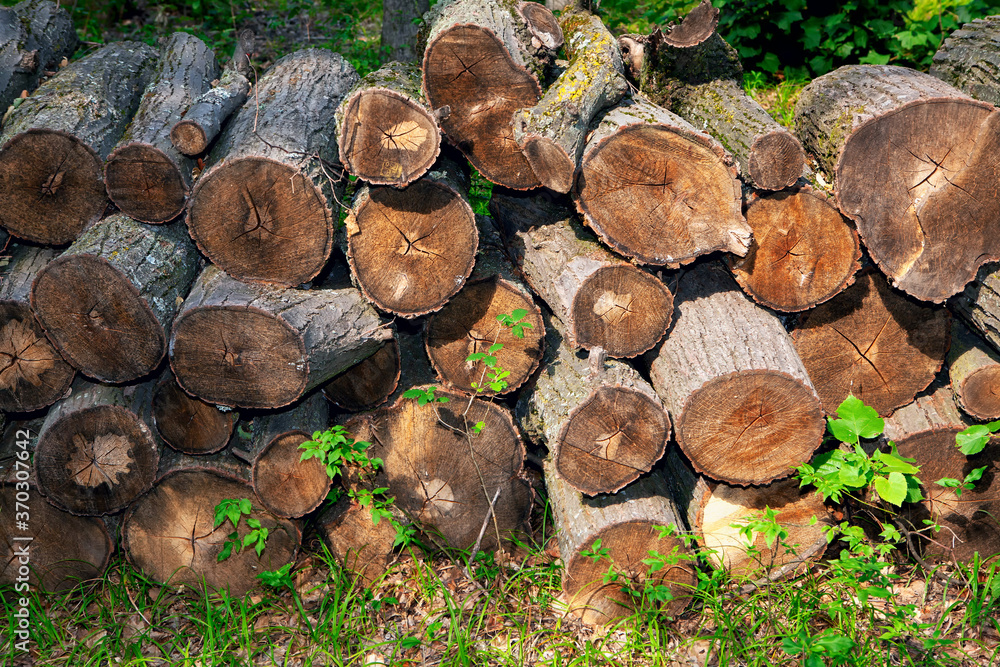 Firewood Logs in the Forest . Illegal logging Stock Photo | Adobe Stock
