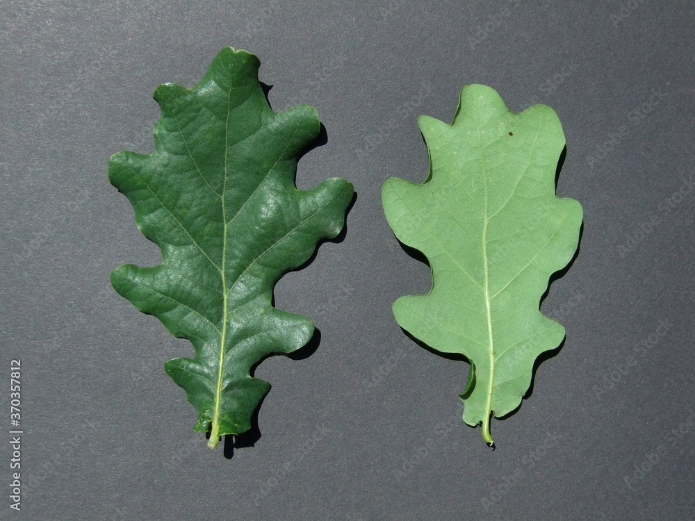 oak Durmast Oak tree german oak acorn Stock Photo | Adobe Stock