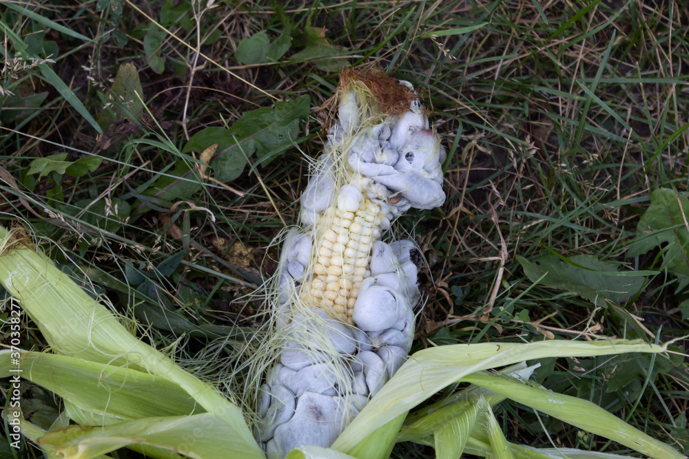 Ear of corn affected by corn (blister) smut is a plant disease caused ...