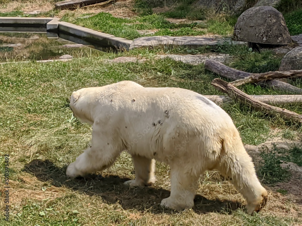 Ours blanc arctique et Antarctique pôle nord et pôle sud, animal ...