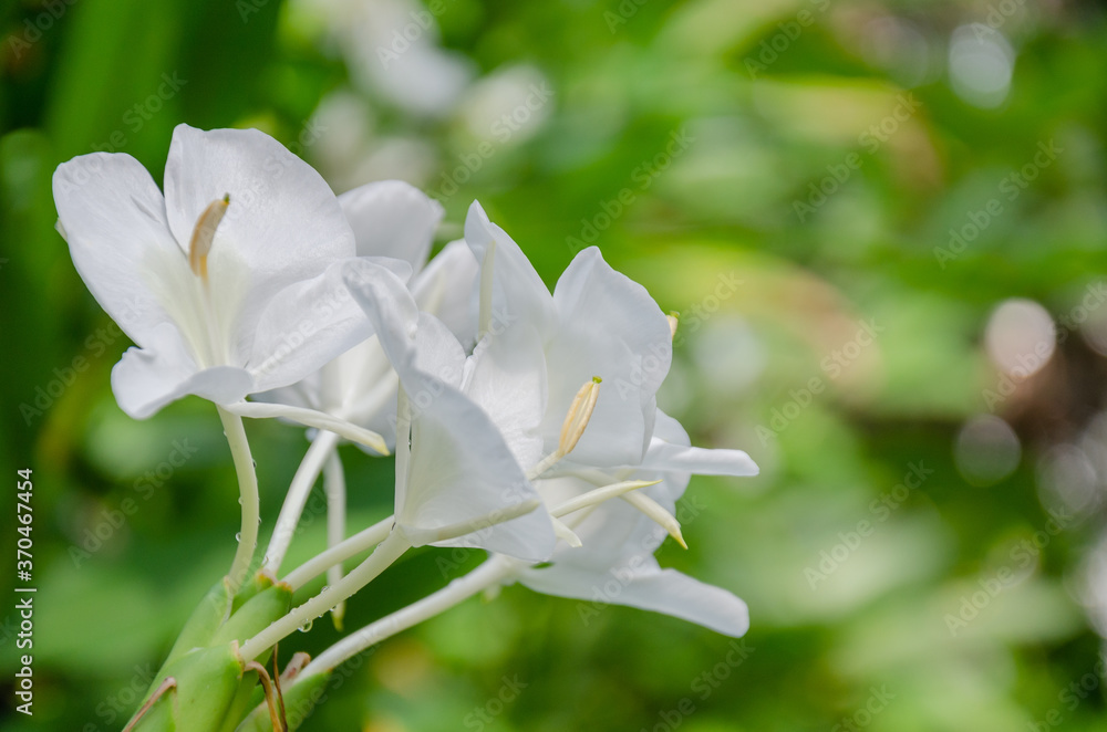 Flores blancas, mariposa, flor nacional de Cuba. Stock Photo | Adobe Stock
