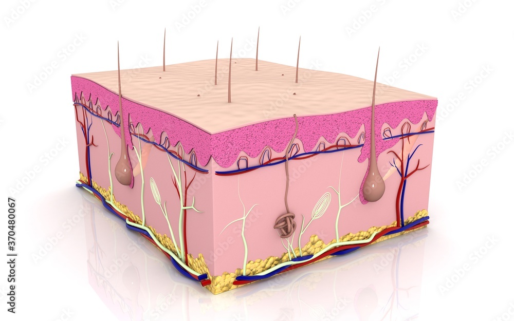 Human skin. Layered epidermis with hair follicle, sweat and sebaceous glands. Healthy skin ...
