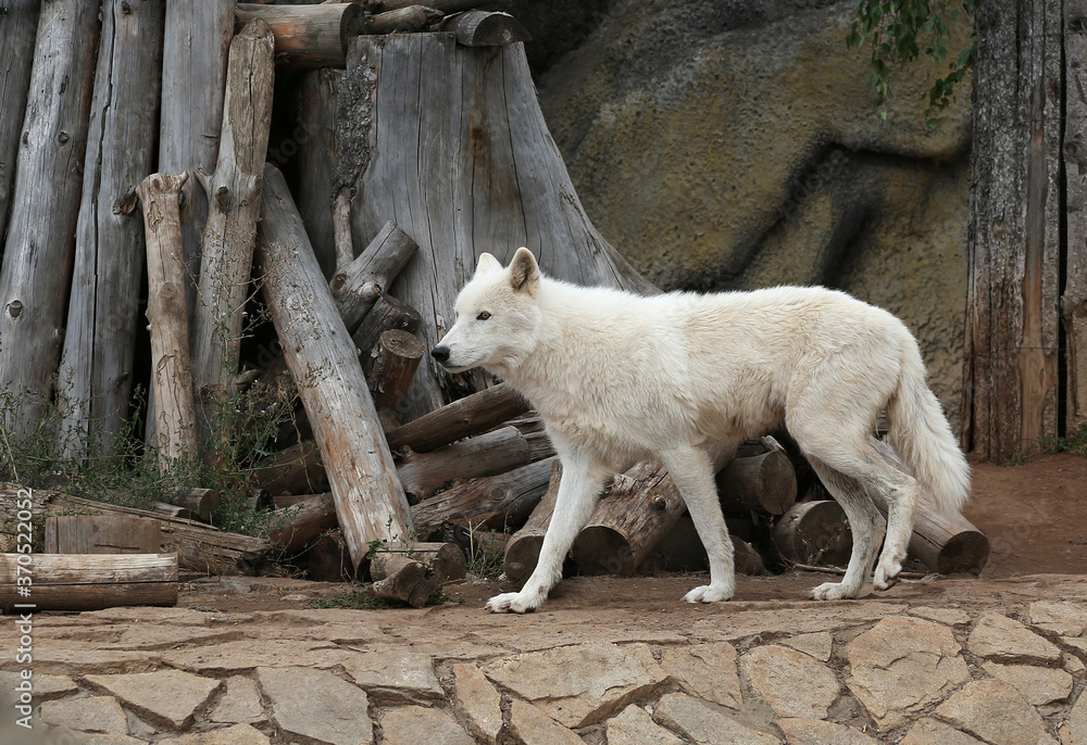 Arctic wolf canis lupus arctos full height in zoo Stock Photo | Adobe Stock