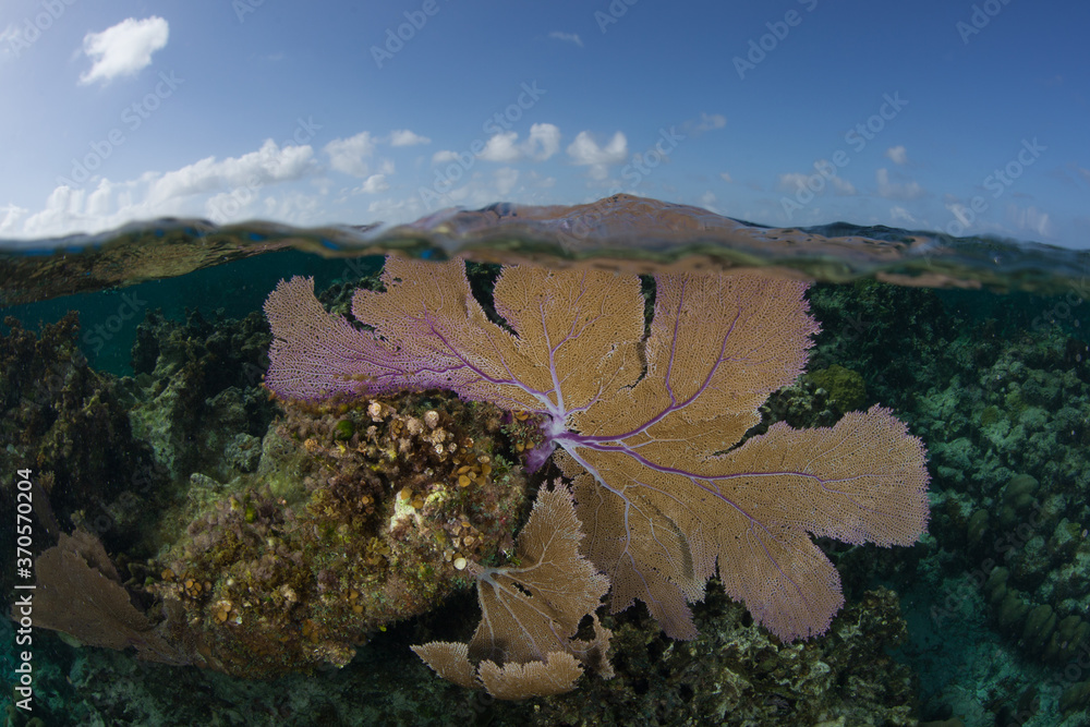 Sea fans grow on a shallow coral reef on Turneffe Atoll in Belize. The ...