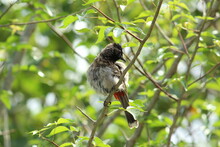 White Vented Bulbul Free Stock Photo - Public Domain Pictures