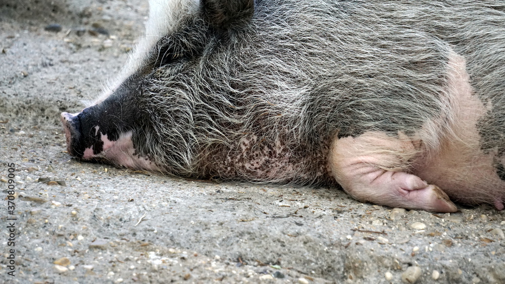 Pig (Sus scrofa domesticus) seen in detail from the thick and dark hair ...