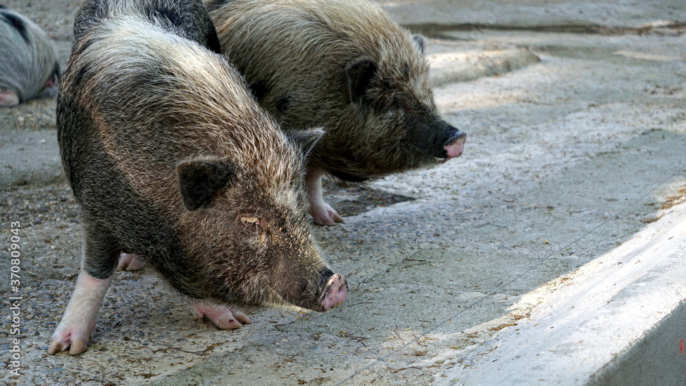 Stock-Foto „Pair of Pigs (Sus scrofa domesticus) seen in detail from ...
