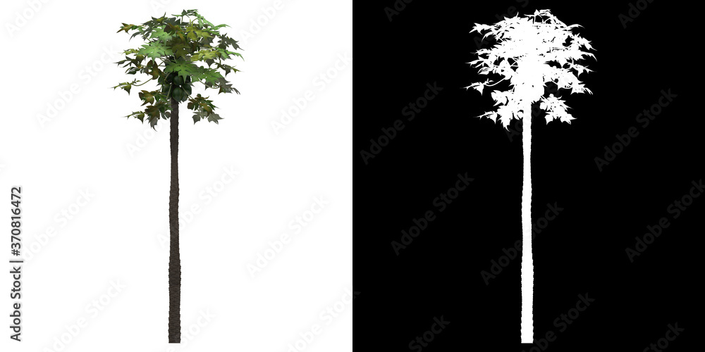 Left view of tree (Carica Papaya) png with alpha channel to cutout 3D ...