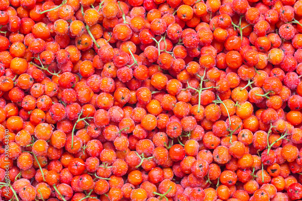 Dewy rowanberries with stalks top view. Full frame rowan berry fruits ...