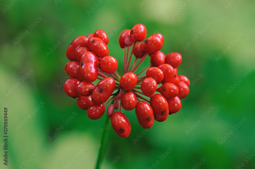 Korean wild root ginseng with berries. A close up of the most famous ...