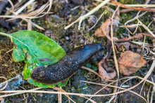 Slug With Trail Free Stock Photo - Public Domain Pictures