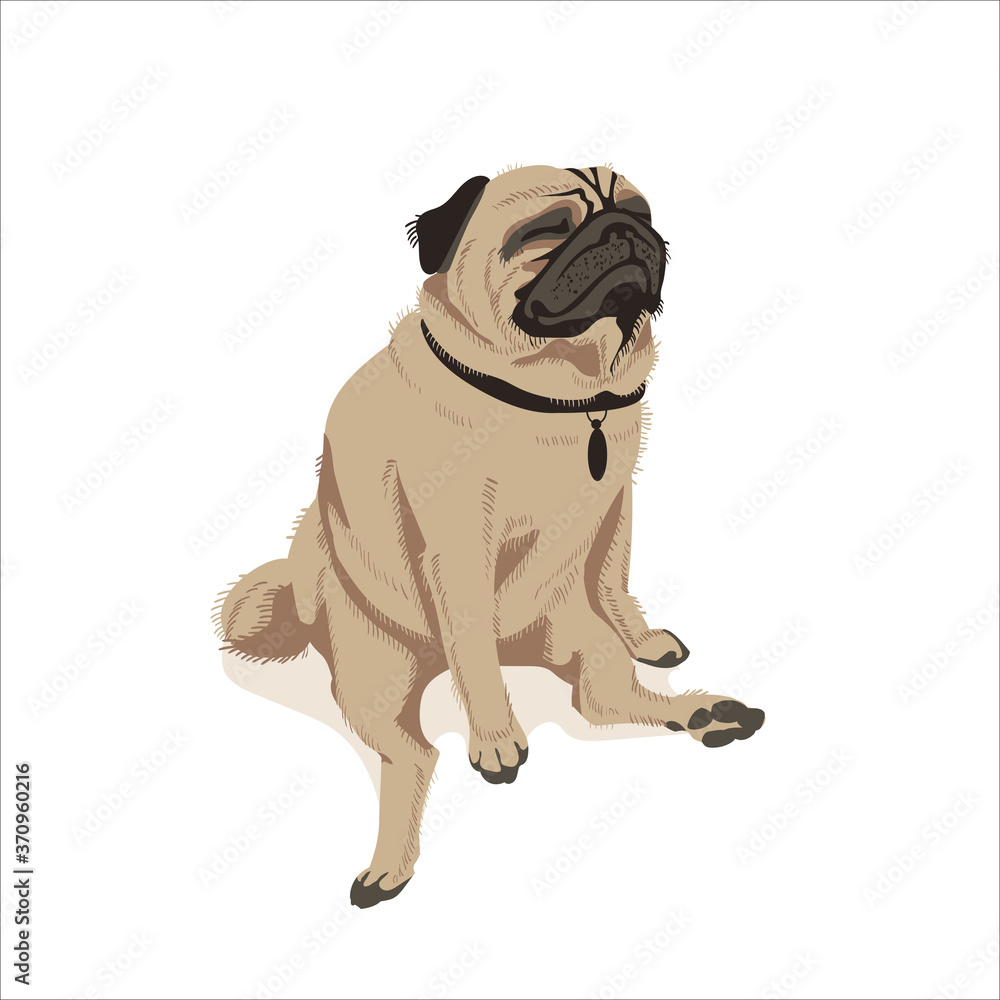 Cute fawn pug dog pet. Adorable friendly purebred chubby domestic ...