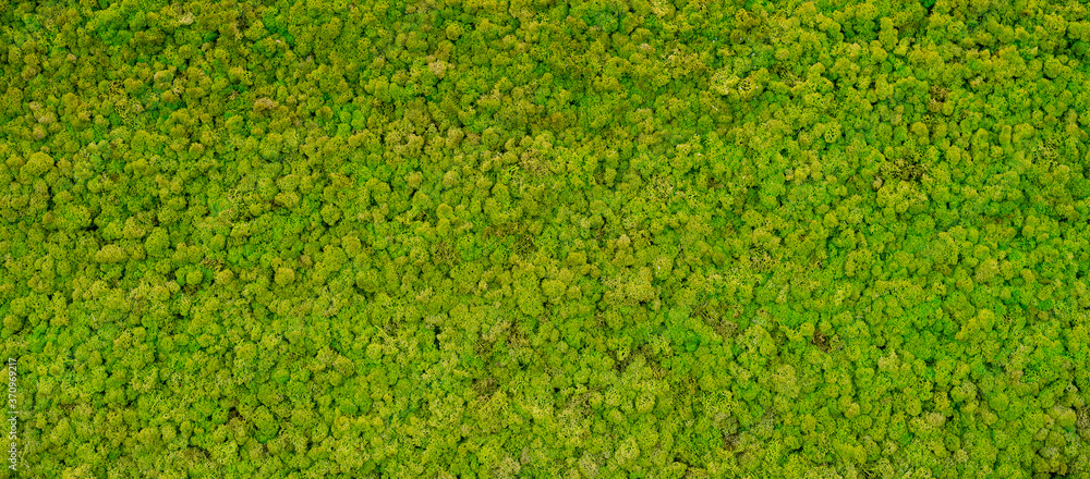 green moss background texture Wallpaper Stock Photo | Adobe Stock
