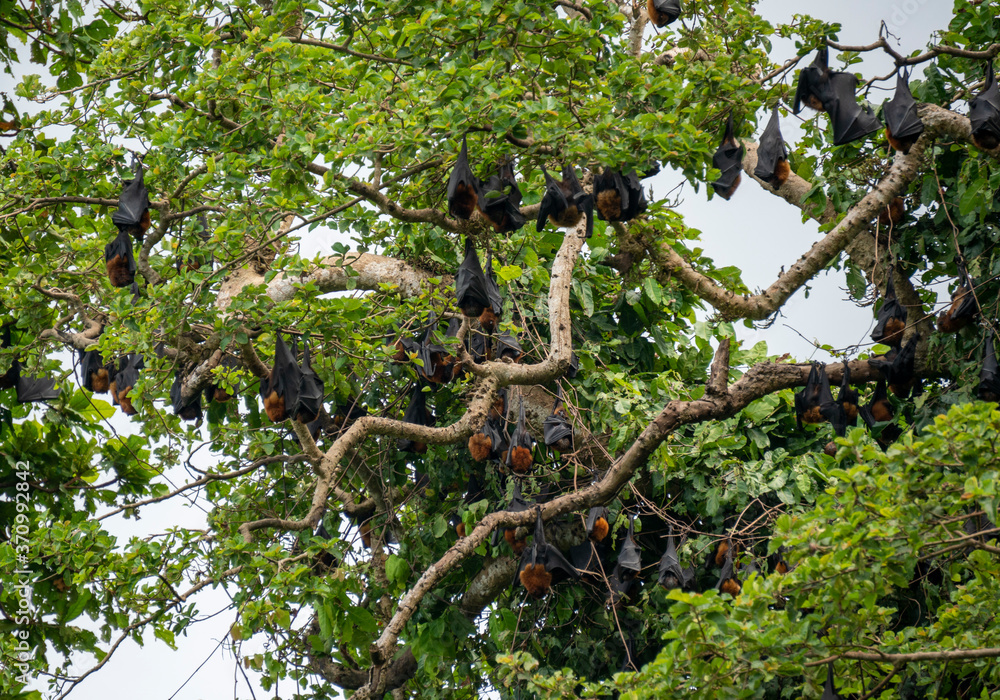 The large Colony of Flying Foxes, Fruit Bats, or Mega-Bats feed on ...