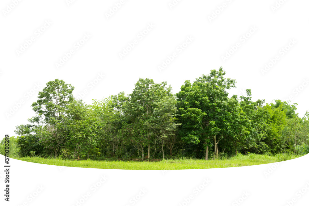 View of a High definition, Treeline isolated on white background ...