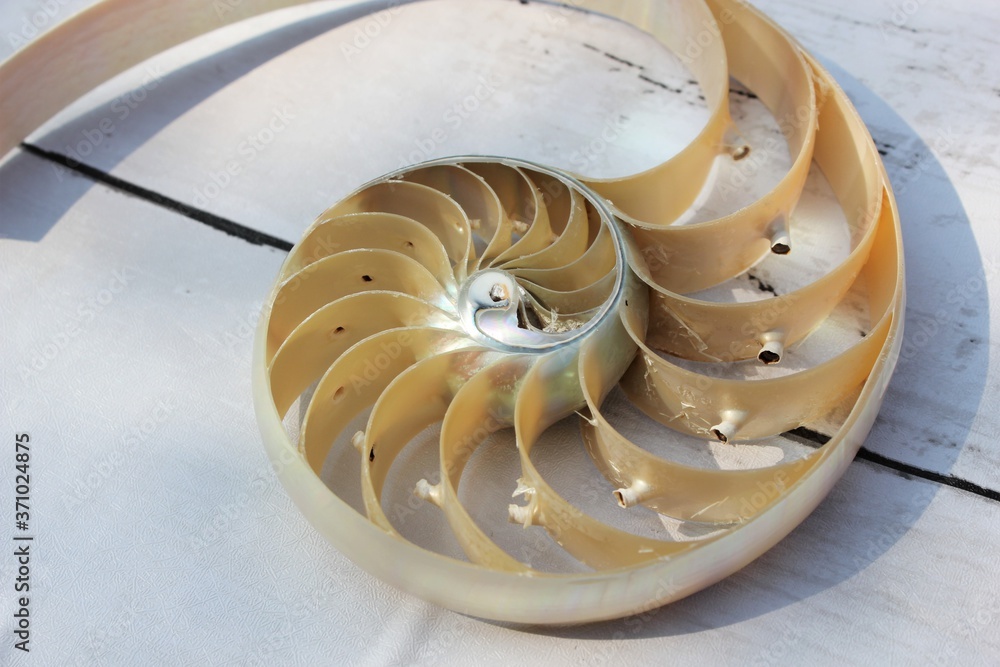 Nautilus shell with copy space concrete stone background cross section symmetry Fibonacci spiral ...