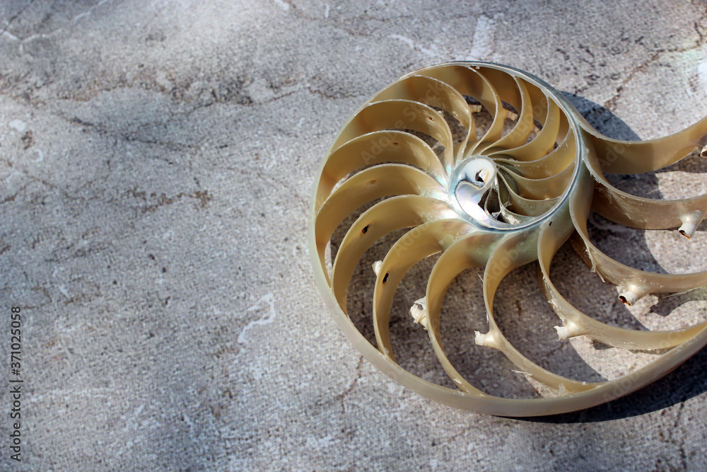 Nautilus shell with copy space concrete stone background cross section ...