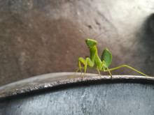 Angry Mantis Free Stock Photo - Public Domain Pictures