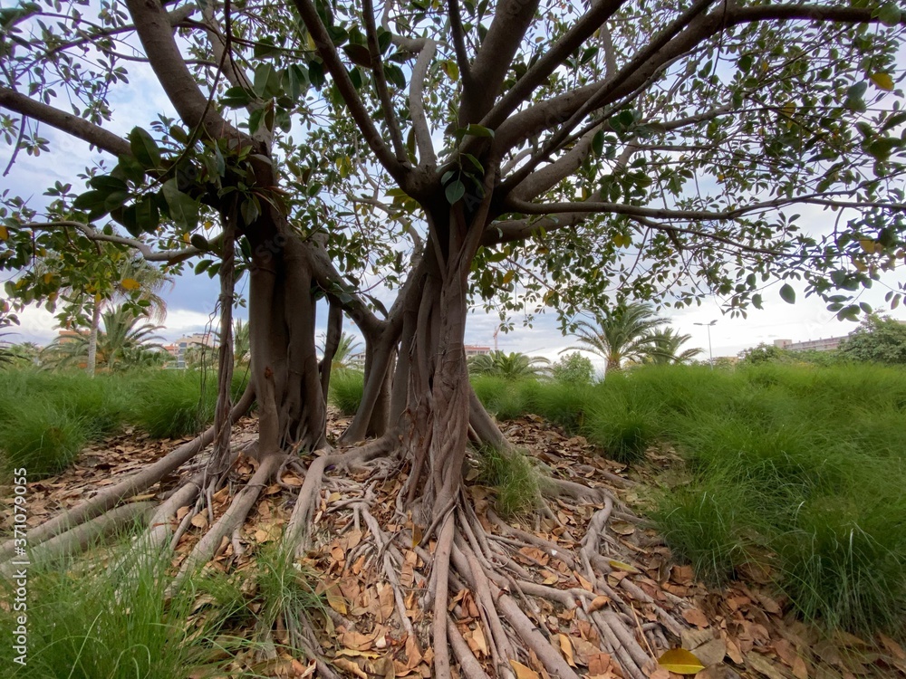 Higuera estranguladora de florida, Ficus, comunmente conocida como ...