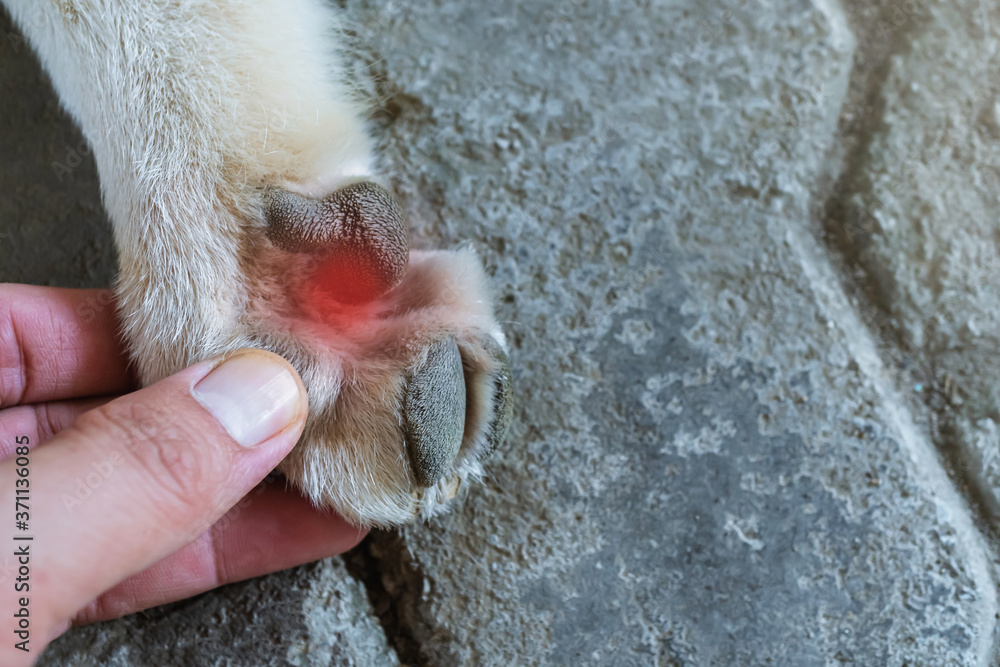 Dog injured foot, Look at the dog's foot because of injury, Maybe ...