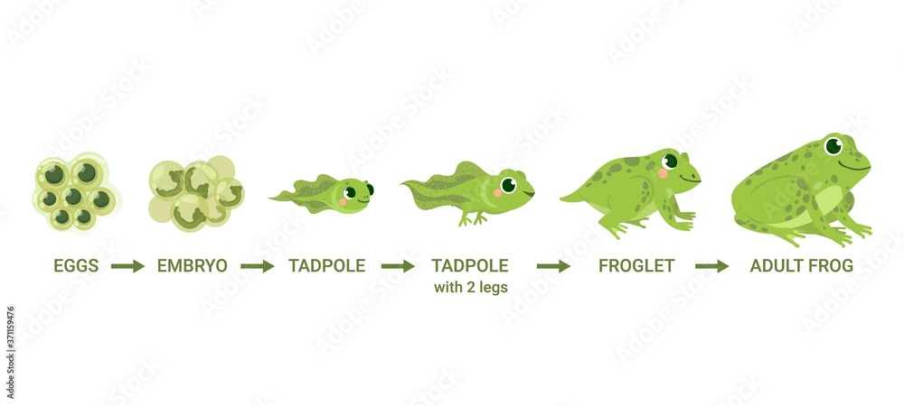 Frog life cycle. Egg masses, tadpole, froglet, frog metamorphosis. Wild ...