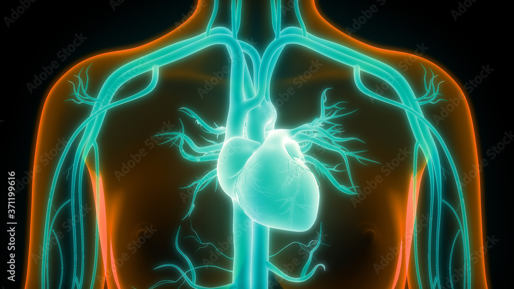 Human Circulatory System Heart Anatomy Stock Illustration | Adobe Stock