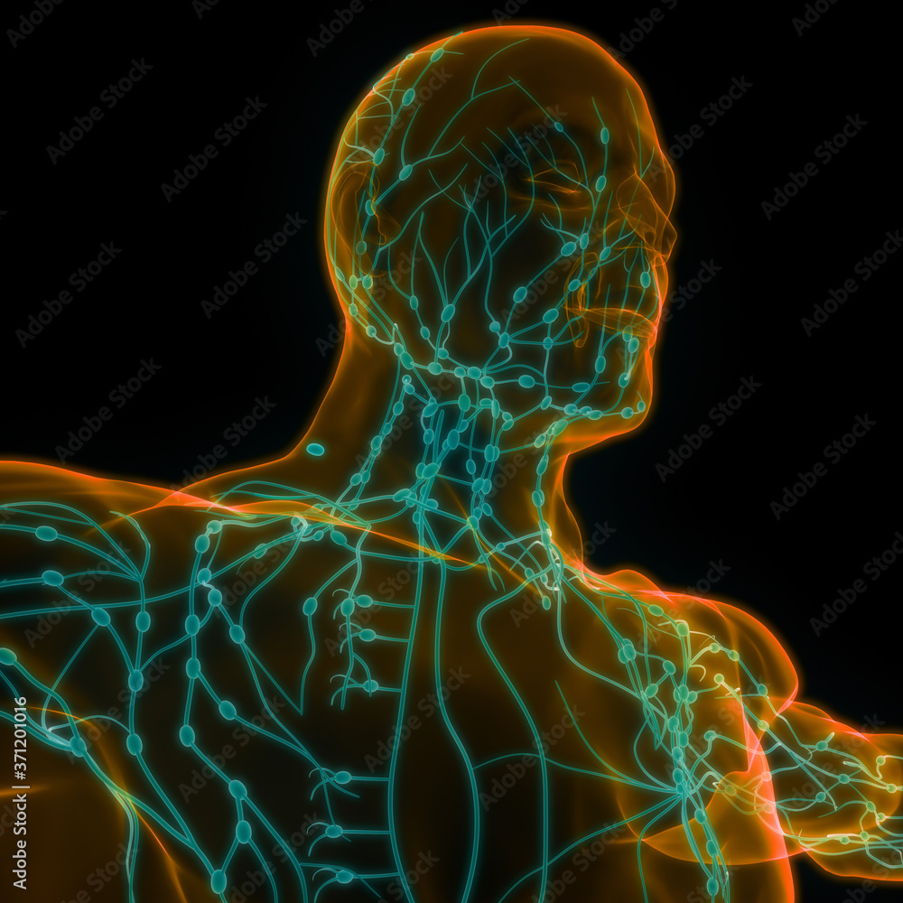 Human Internal system Lymph Nodes Anatomy Stock Illustration | Adobe Stock