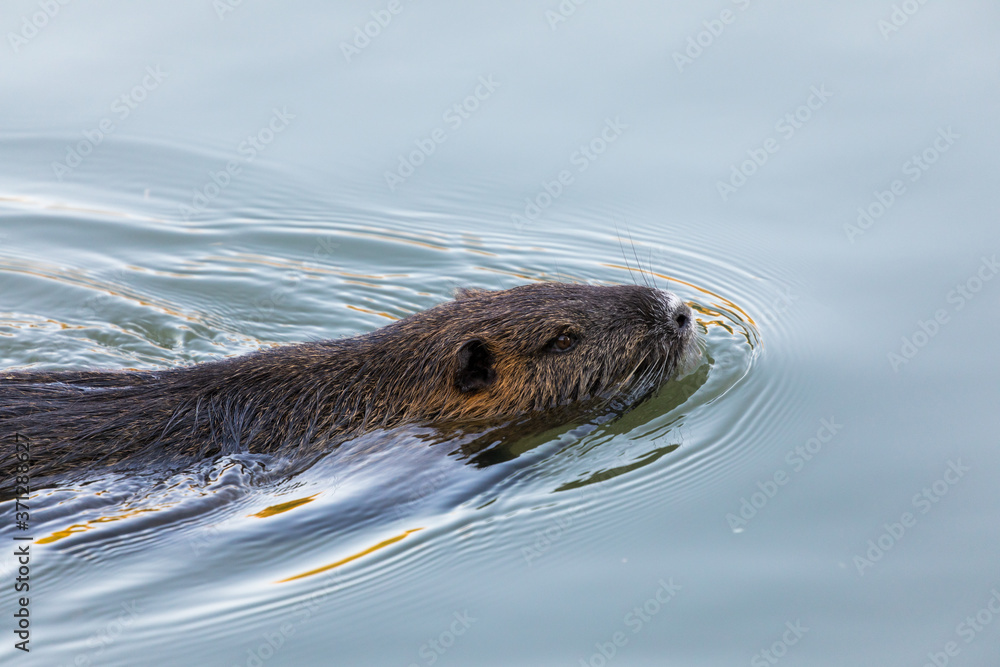 Nutria, Myocastor coypus, che nuota nel piccolo fiume. Esso è un ...