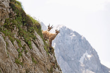 Young Ibex Deer On Mountain Ledge Free Stock Photo - Public Domain Pictures