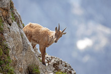 Young Ibex Deer On Mountain Ledge Free Stock Photo - Public Domain Pictures