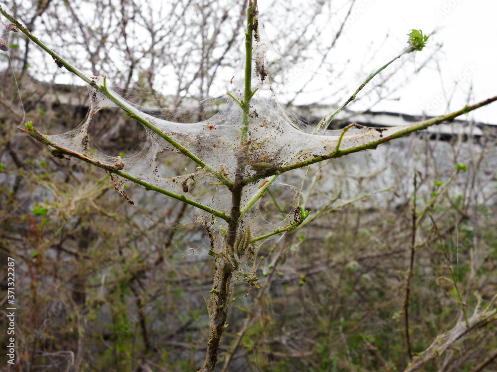 Branches of a cherry tree damaged by larvae of pests. Trees are covered ...