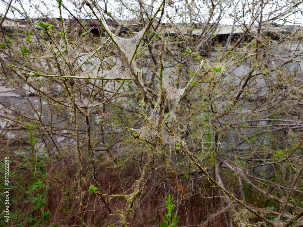 Branches of a cherry tree damaged by larvae of pests. Trees are covered ...