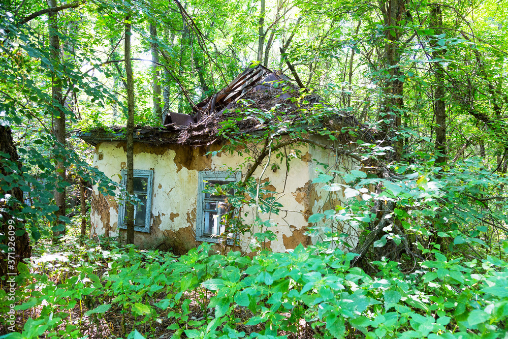 Chernobyl radioactive contamination. Overgrown of plants streets of ...