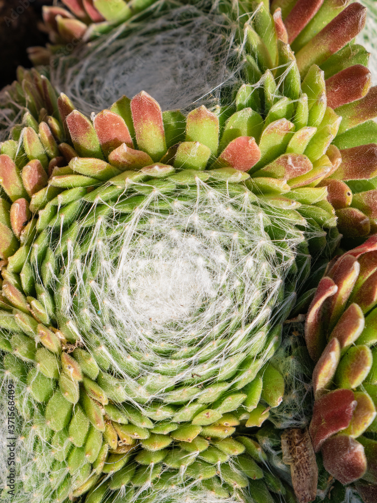 Macro view of a cactus, succulent plant (Sempervivum arachnoideum) and ...